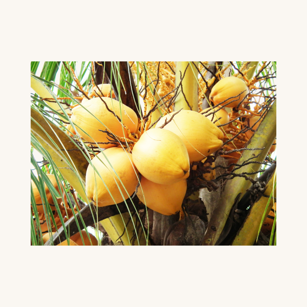 Dr. Coconut – Fresh tender coconuts delivered daily